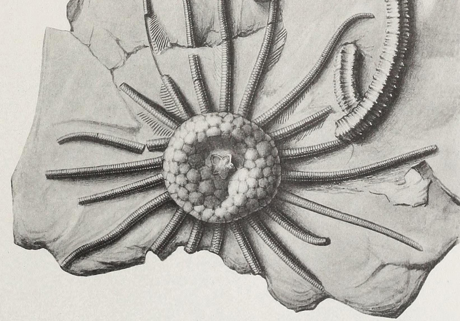 George S. Barkintin, Illustrations for Devonian Crinoids of New York ...