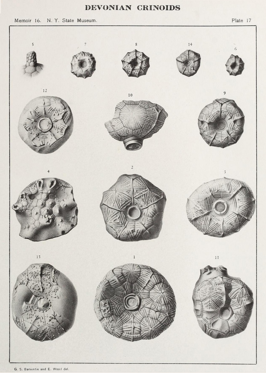 George S. Barkintin, Illustrations for Devonian Crinoids of New York ...