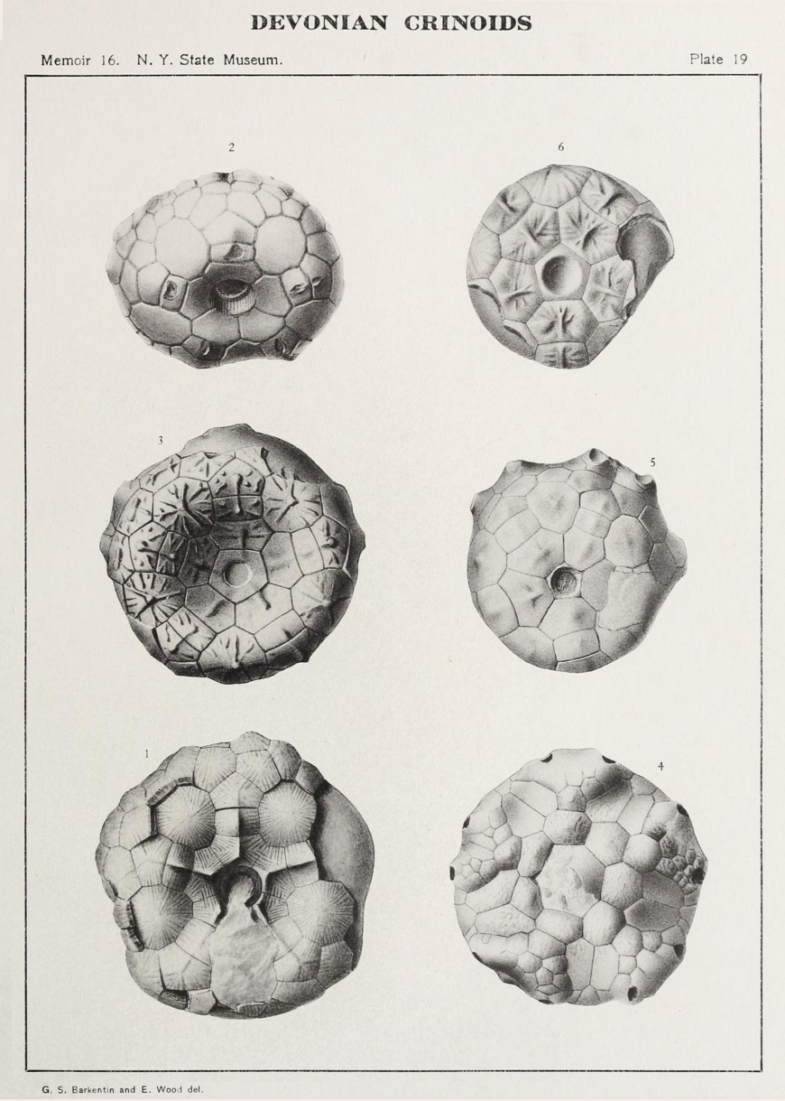George S. Barkintin, Illustrations for Devonian Crinoids of New York ...