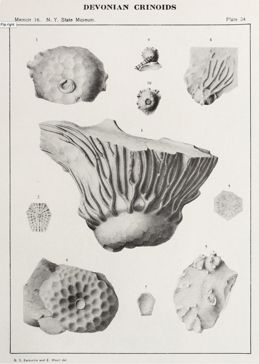 George S. Barkintin, Illustrations for Devonian Crinoids of New York ...