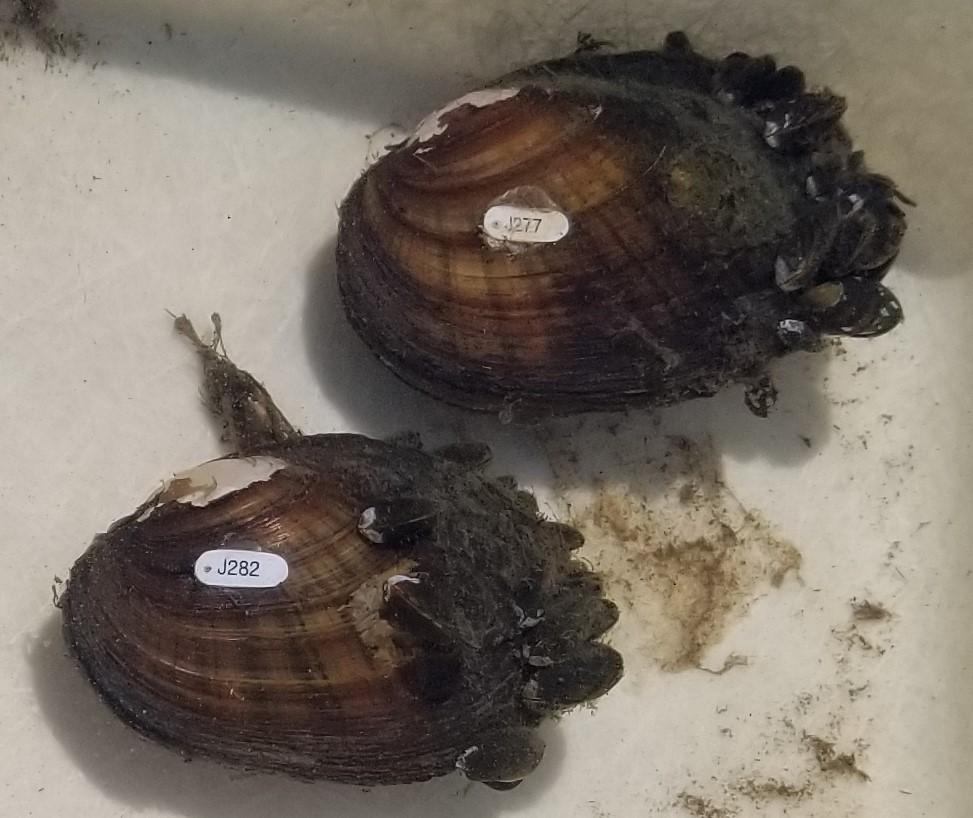 Science Tuesday: Malacology Fieldwork | The New York State Museum