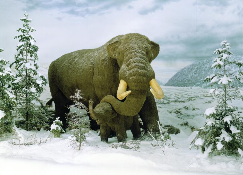 Ecosystems out of the Ice Age | The New York State Museum