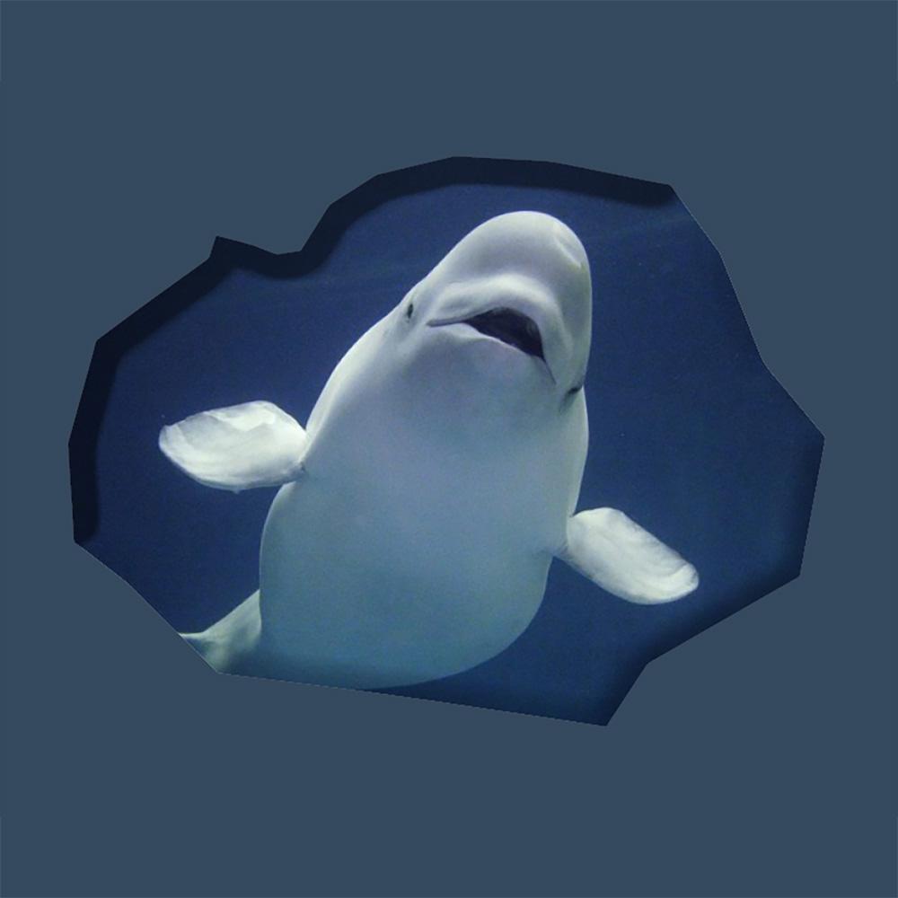 Fat Beluga Whale