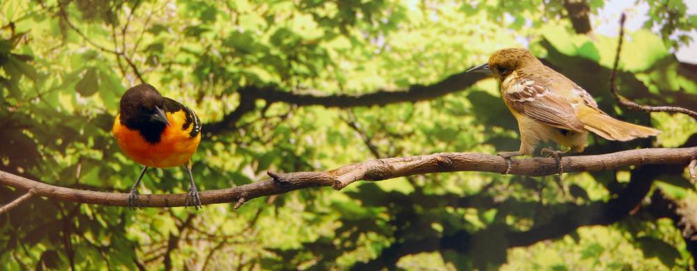 Deciduous Forests | The New York State Museum