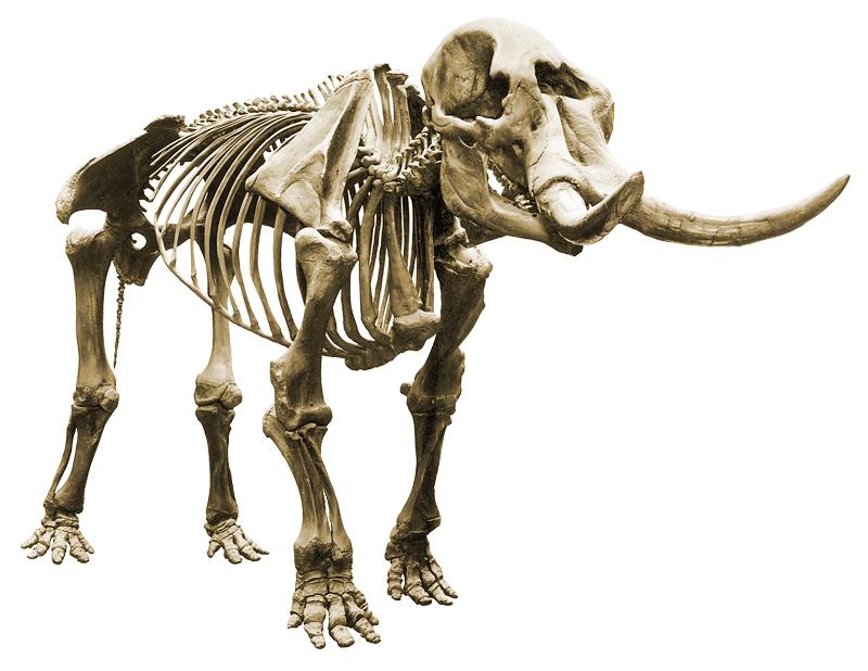 The Museum’s Mighty Mastodon | The New York State Museum