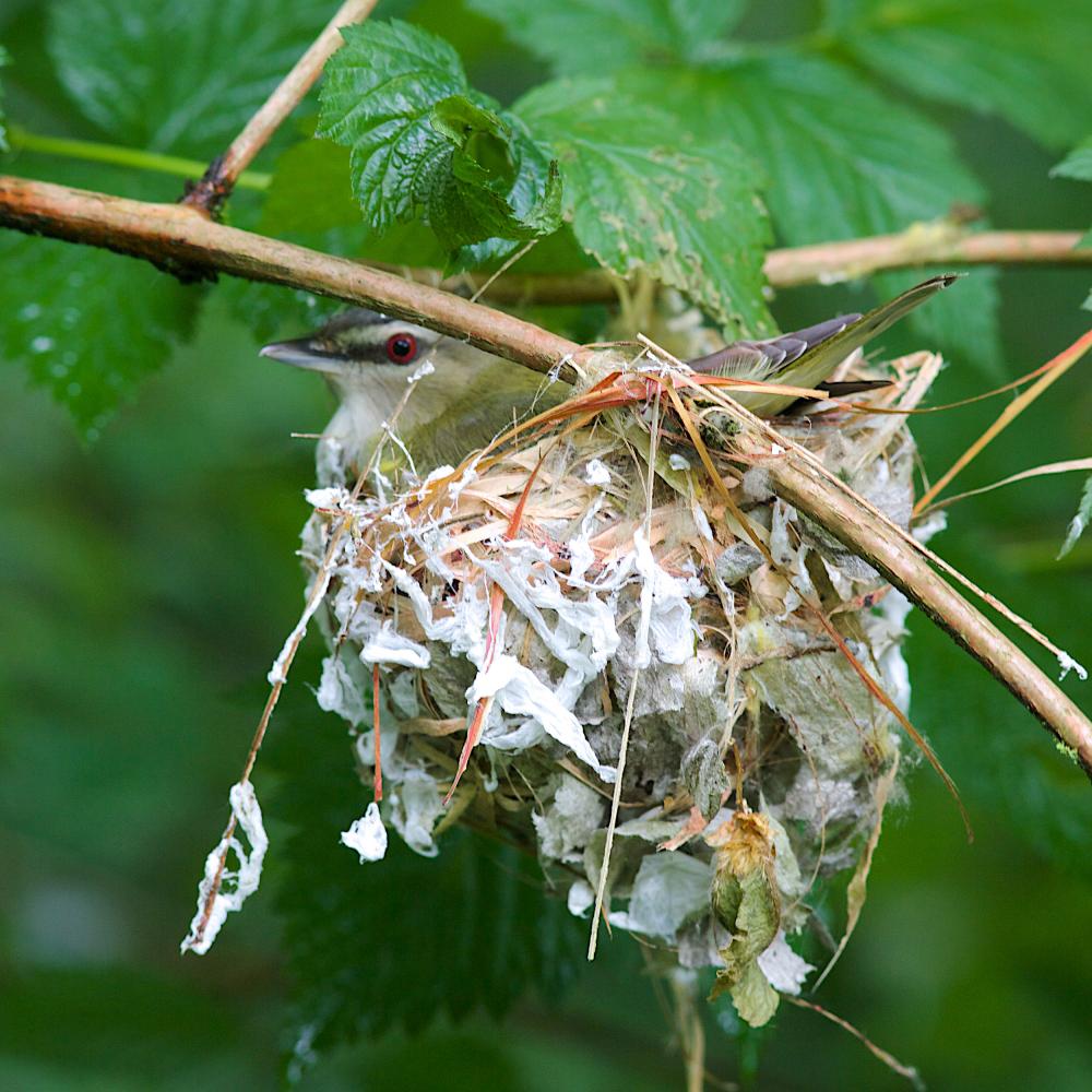 Deciduous Forests | The New York State Museum