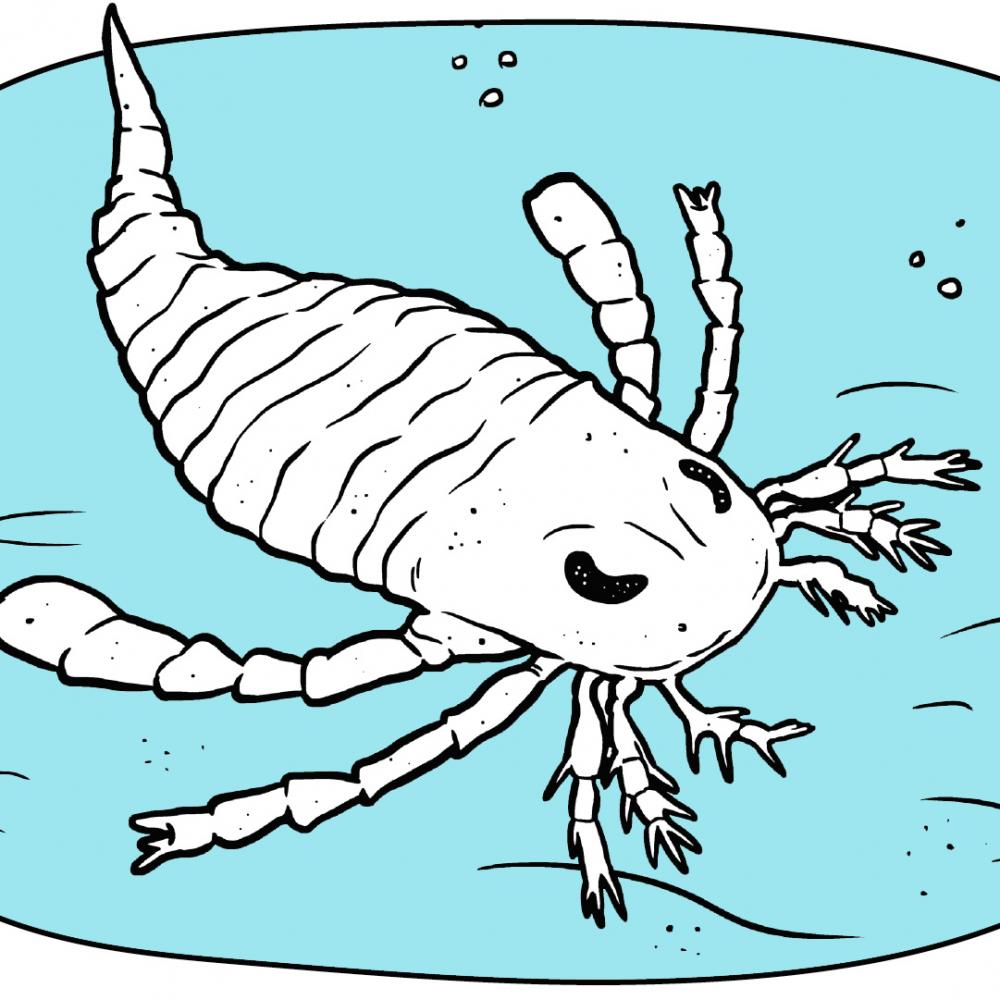 Eurypterid Wikipedia