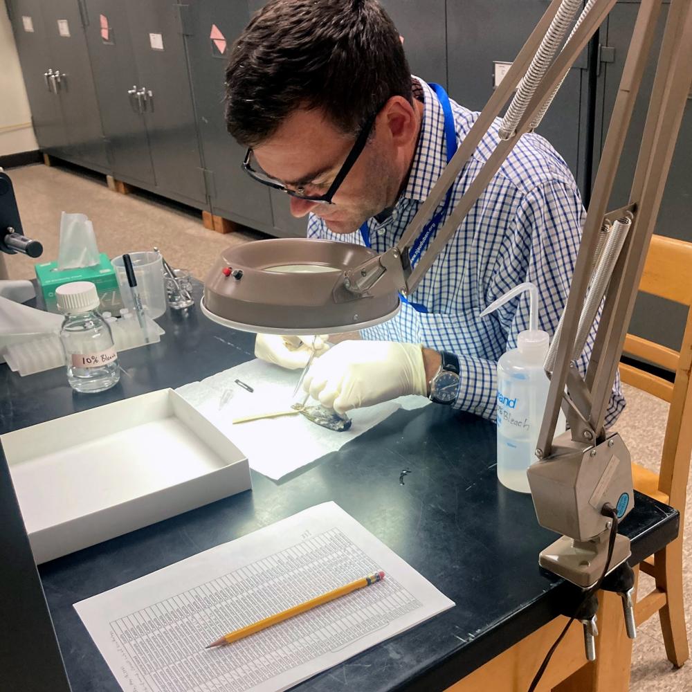 Birds and Climate Change | The New York State Museum