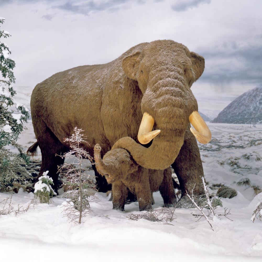 Mastodon Ice Age