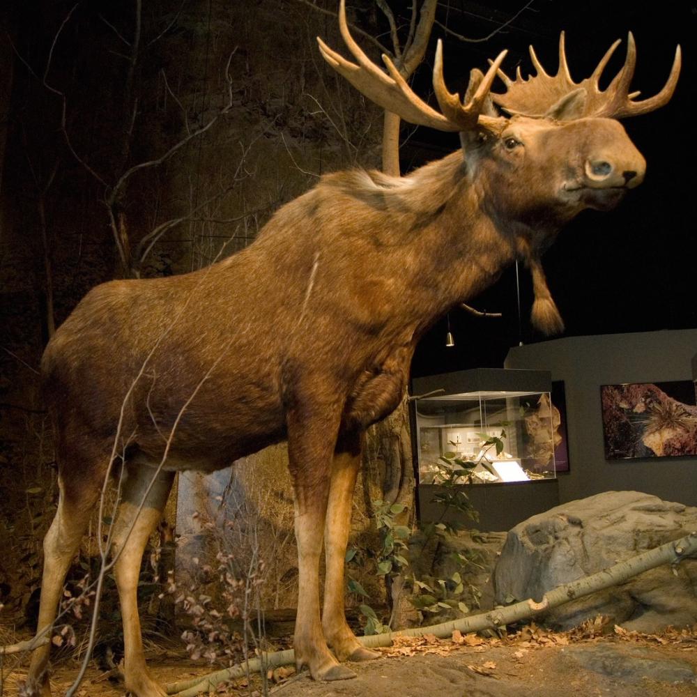 A Winter Walk on the Wild Side | The New York State Museum