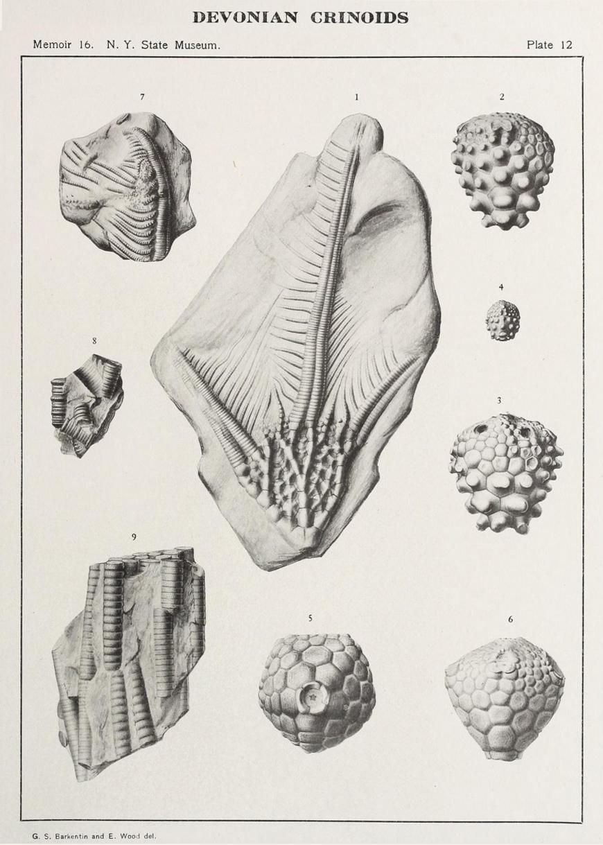George S. Barkintin, Illustrations for Devonian Crinoids of New York ...