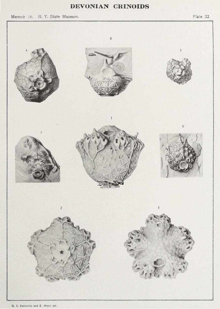 George S. Barkintin, Illustrations for Devonian Crinoids of New York ...