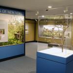 NYSM’s Hall of Birds | The New York State Museum