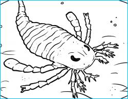 Eurypterid | The New York State Museum