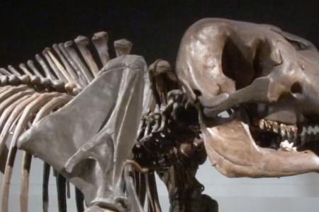 Vertebrate Paleontology | The New York State Museum