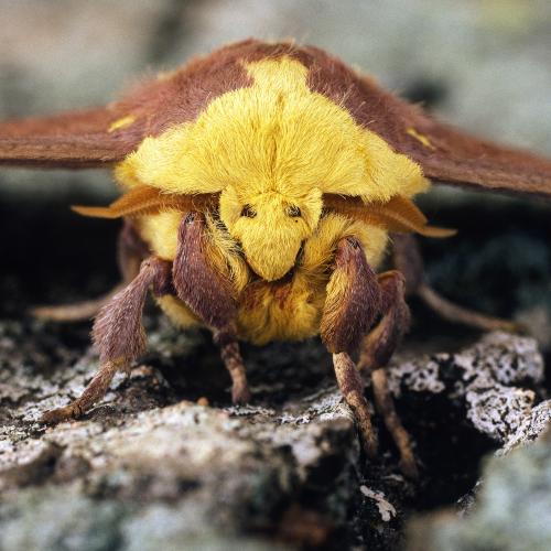 Bugs! Workshop | The New York State Museum