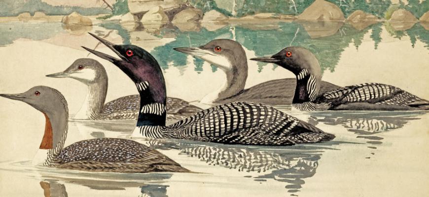 Louis Agassiz Fuertes, Illustrations for Birds of New York (1910-1914 ...