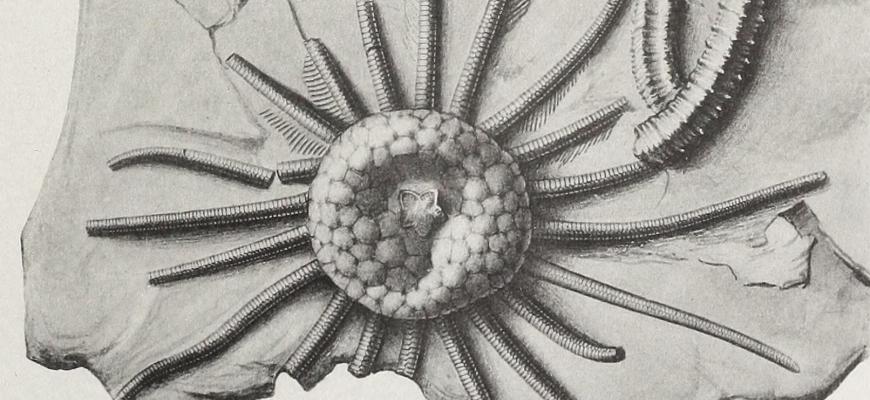 George S. Barkintin, Illustrations for Devonian Crinoids of New York ...