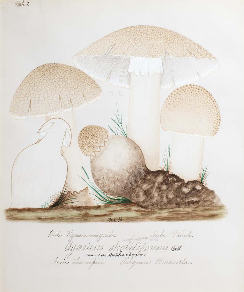 Agaricus strobiliformis Vitt., c. 1868-1880 | The New York State Museum