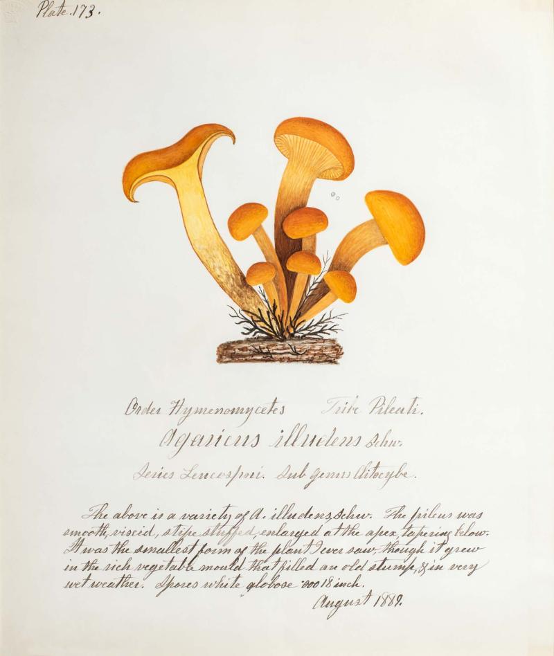 Agaricus illudens, 1889 | The New York State Museum
