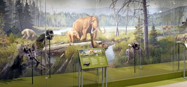 Boreal Forest | The New York State Museum